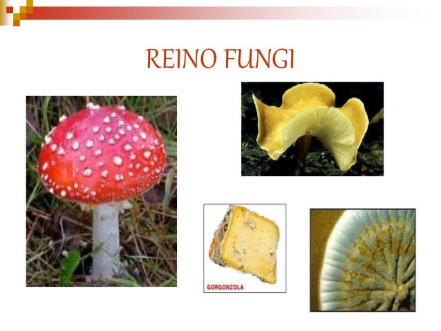 Reino fungi