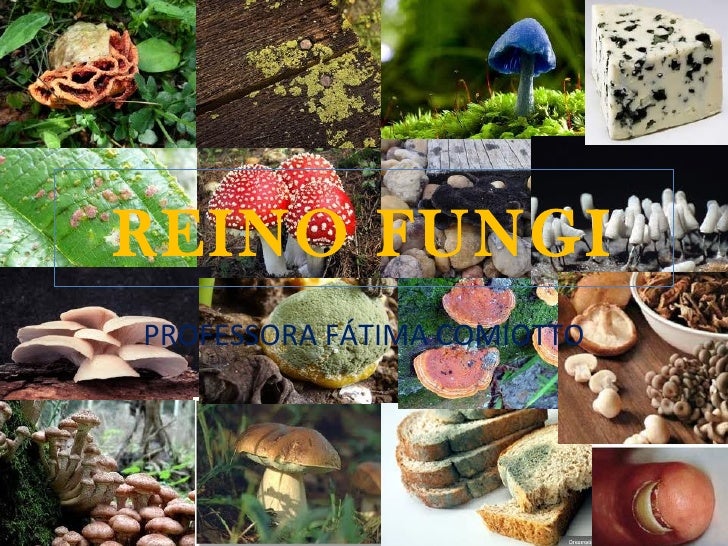 Reino fungi