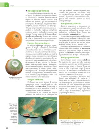 Reino fungi - Leitura | PDF