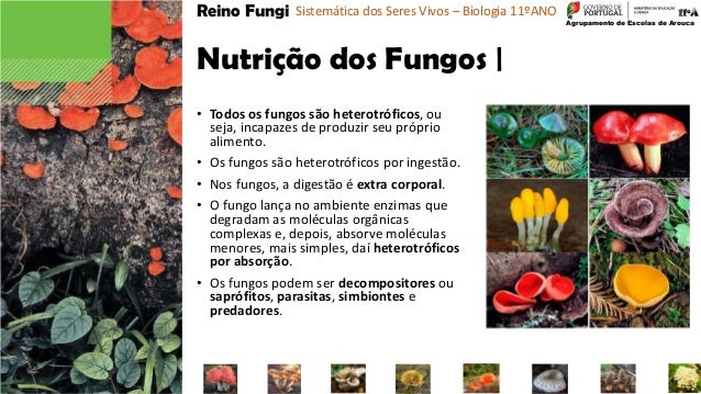 Reino fungi
