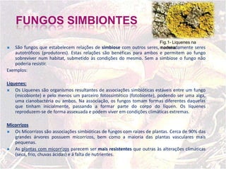 Reino fungi | PPTX