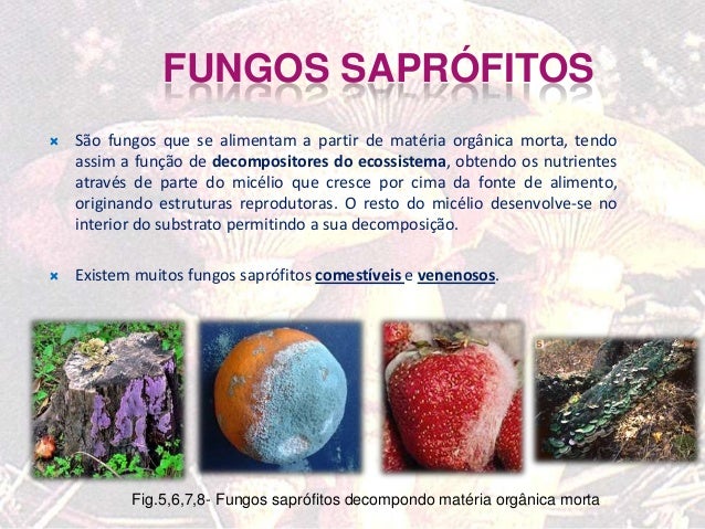 Reino fungi