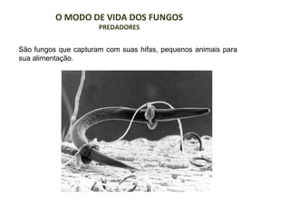Reino fungi | PPT
