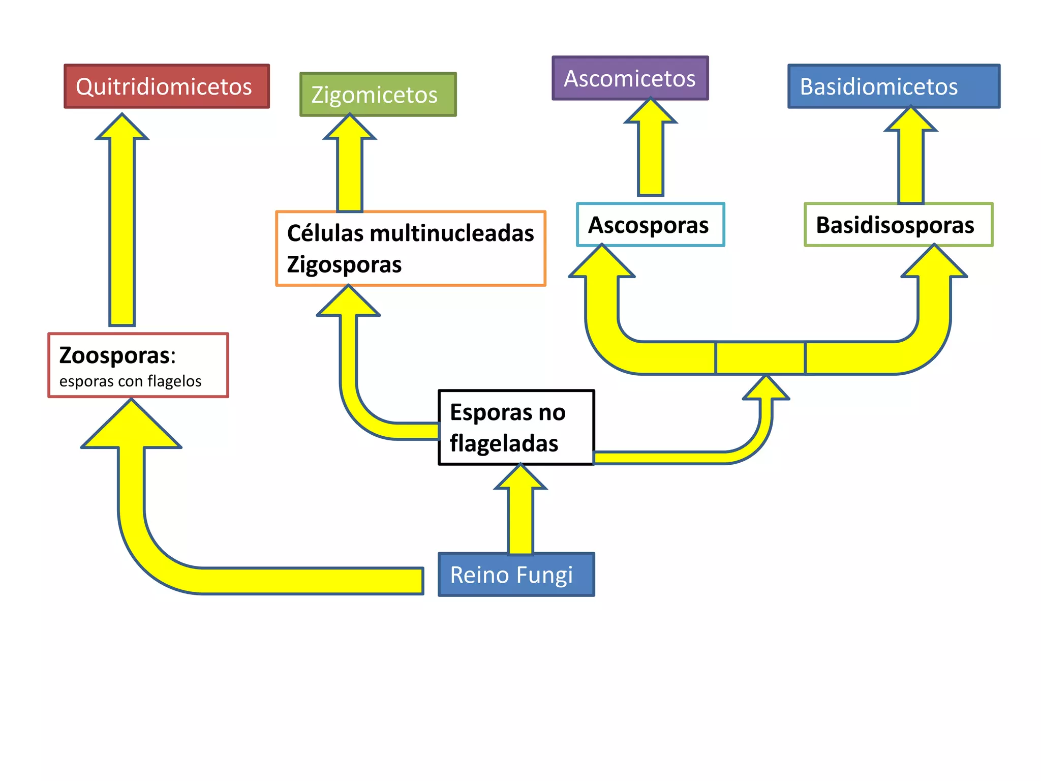 Reino fungi | PPT