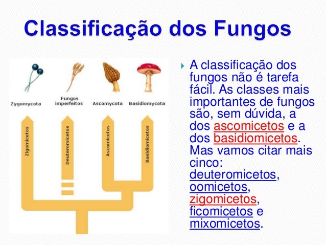 REINO FUNGI