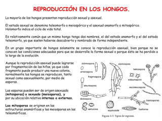 Reino fungi | PPTX