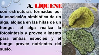 REINO FUNGI: CARACTERÍSTICAS Y CLASIFICACIÓN. Lic Javier Cucaita | PPT