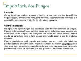 Reino Fungi | ODP