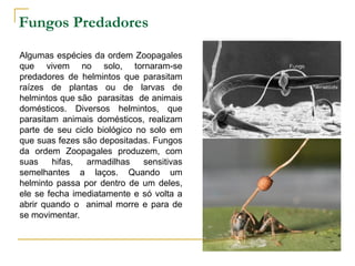 Reino Fungi | ODP