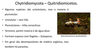 Reino fungi. | PPTX