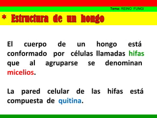 REINO FUNGI.pdf
