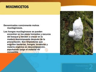 reino fungi.pptx