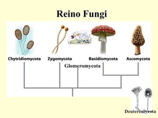 Reino fungi generalidades | PDF | Biological Sciences | Science