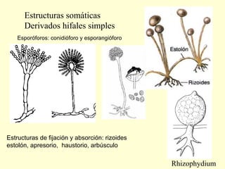 Reino fungi generalidades | PDF