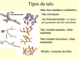 Reino fungi generalidades | PDF