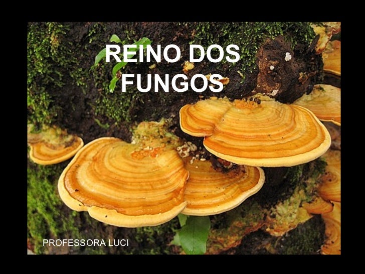 Reino Fungi