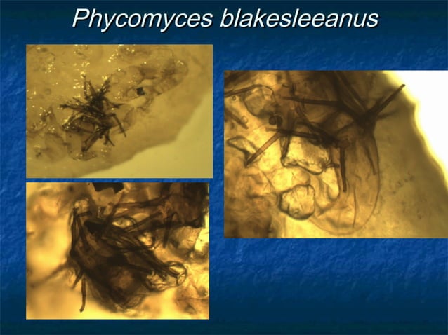 Reino fungi 02 | PPT