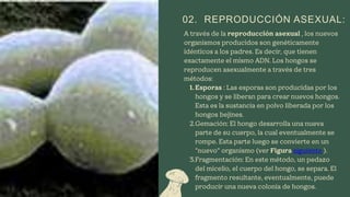 REINO FUNGI: CONCEPTO, CARACTERISTICAS, ETC | PPTX