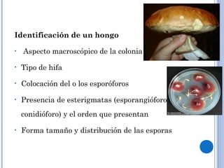 Reino fungi 2 | PPT