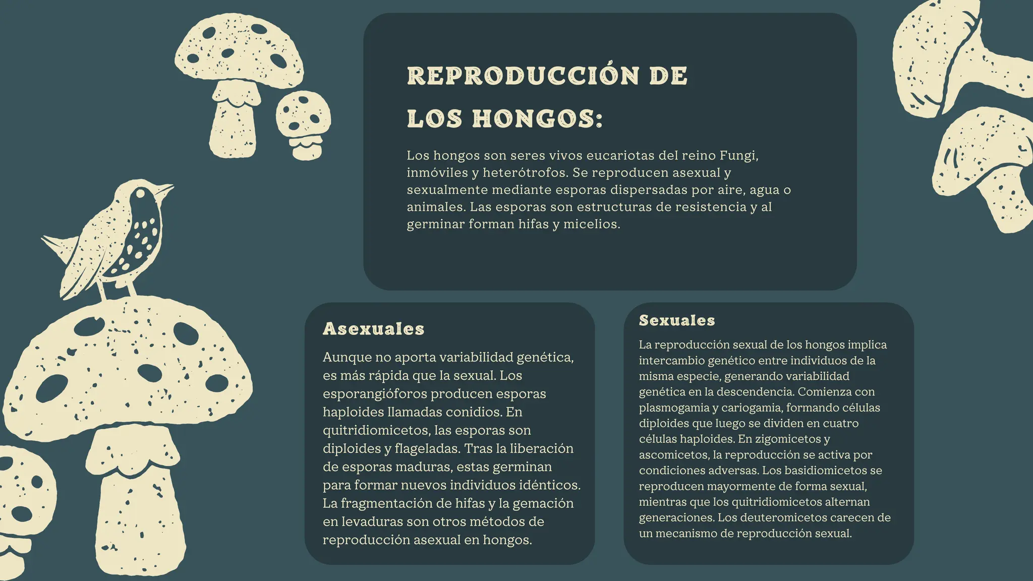 REINO FUNGI Aula C.pdf.ADDSDGDSDDSDSDSDSSD | PDF