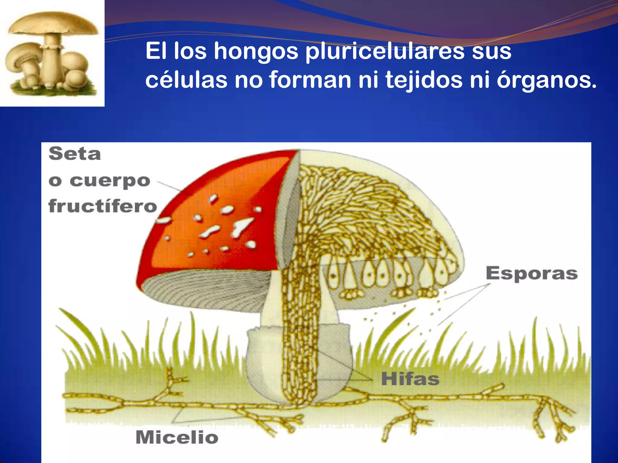 Reino Fungi (Hongos) | PPTX