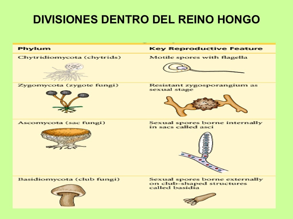 Reino fungi