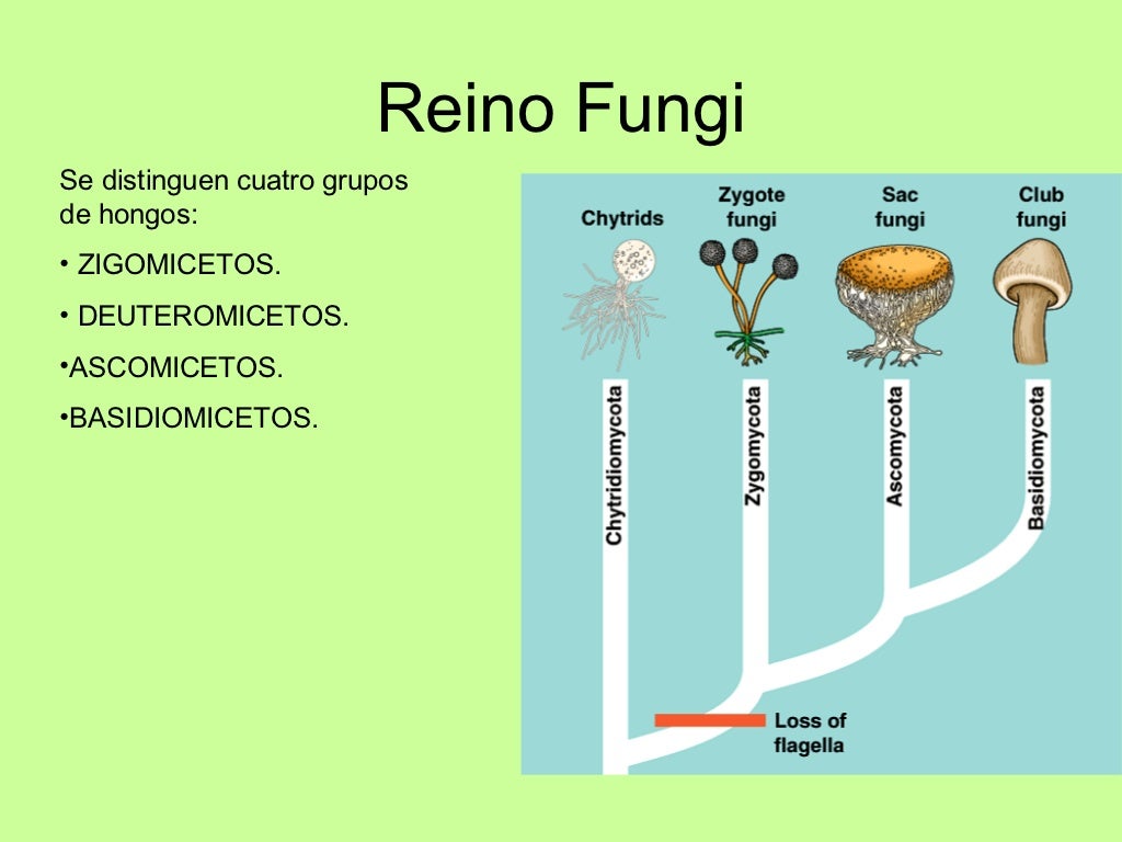 Reino fungi