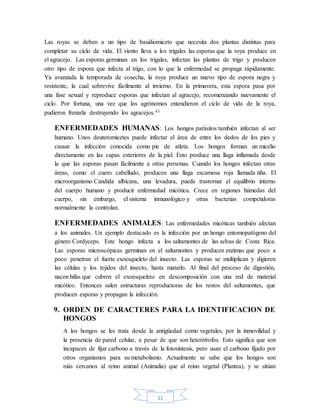 Reino hongo | DOCX