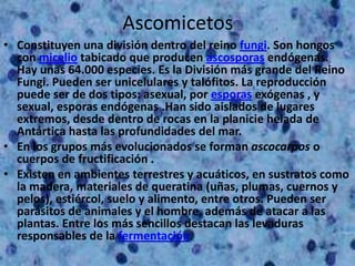 Reino hongos fungi | PPTX