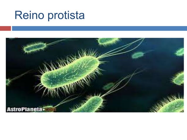 Reino mónera y reino protista biologia | PPTX