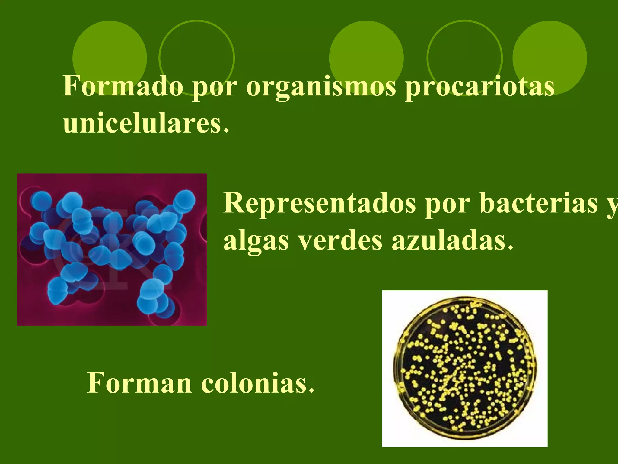 Reino Monera | PPT | Biological Sciences | Science
