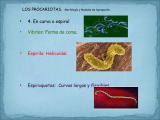 Reino monera | PPT