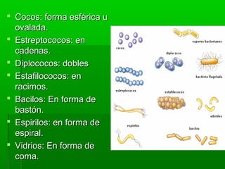Reino monera | PPT