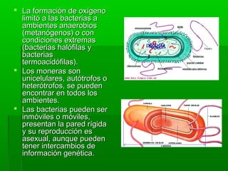 Reino monera | PPT