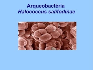 Halococcus Salifodinae
