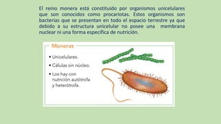 Reino monera | PPTX