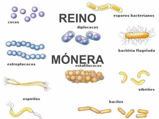 REINO MONERA. Las características principales del reino monera | PPTX