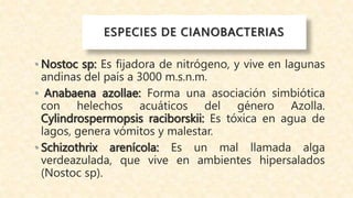 Reino monera- BACTERIAS Y CIANOBACTERIAS.pptx