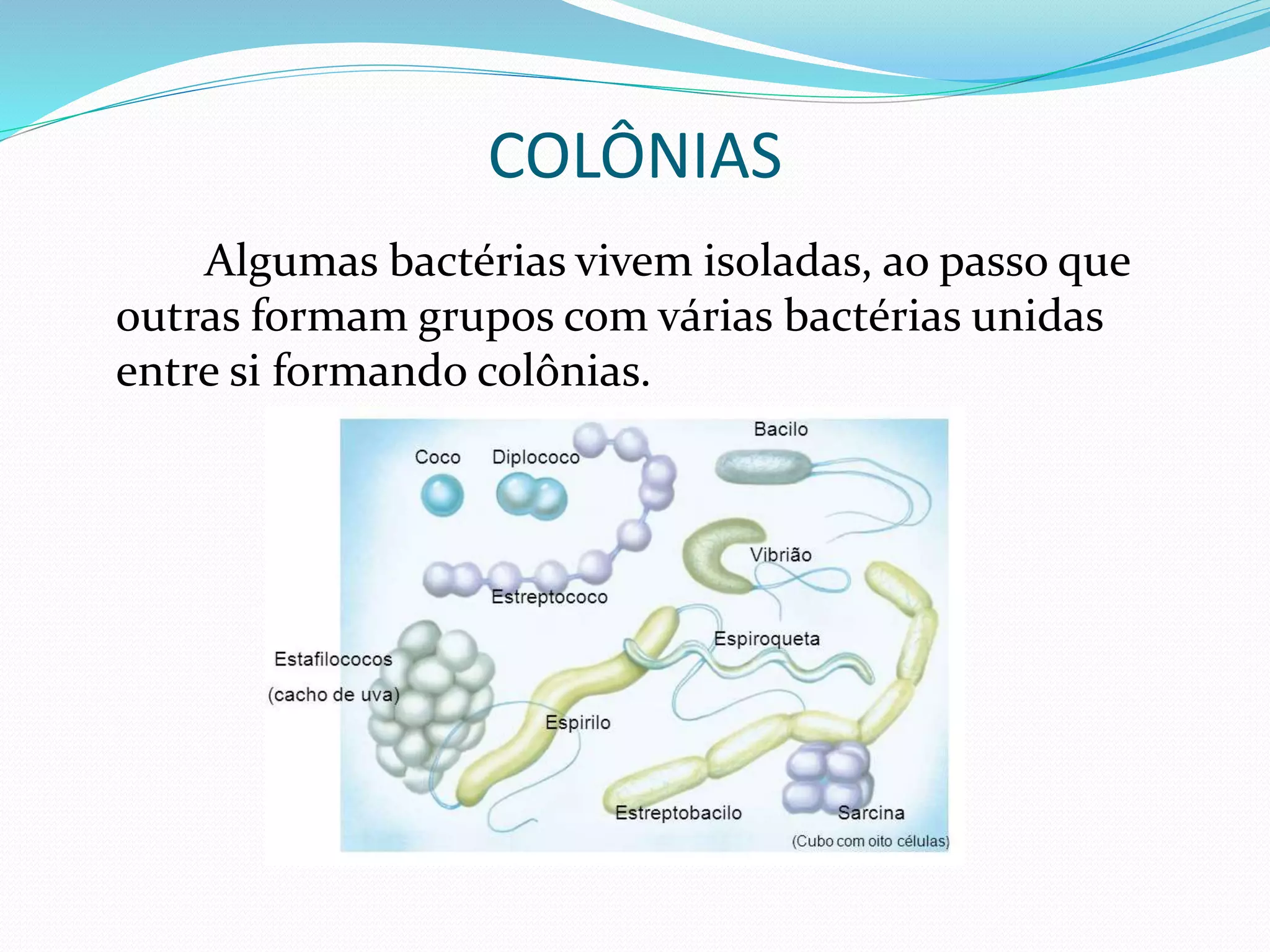 Reino monera: Bactérias e Arqueas | PPTX | Biological Sciences | Science
