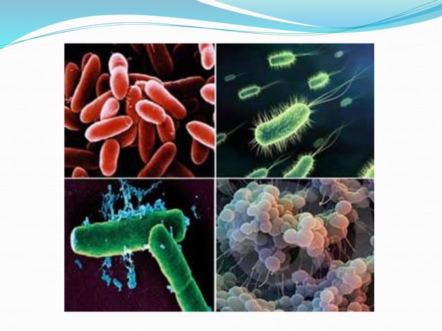 Reino monera: Bactérias e Arqueas | PPTX | Biological Sciences | Science