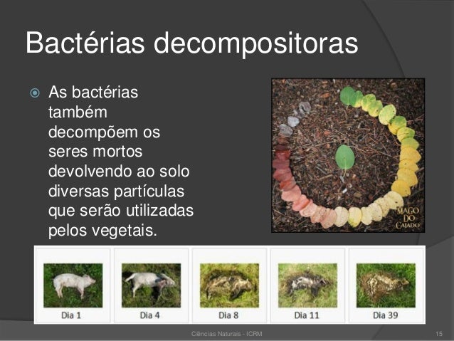 Bacterias Decompositoras