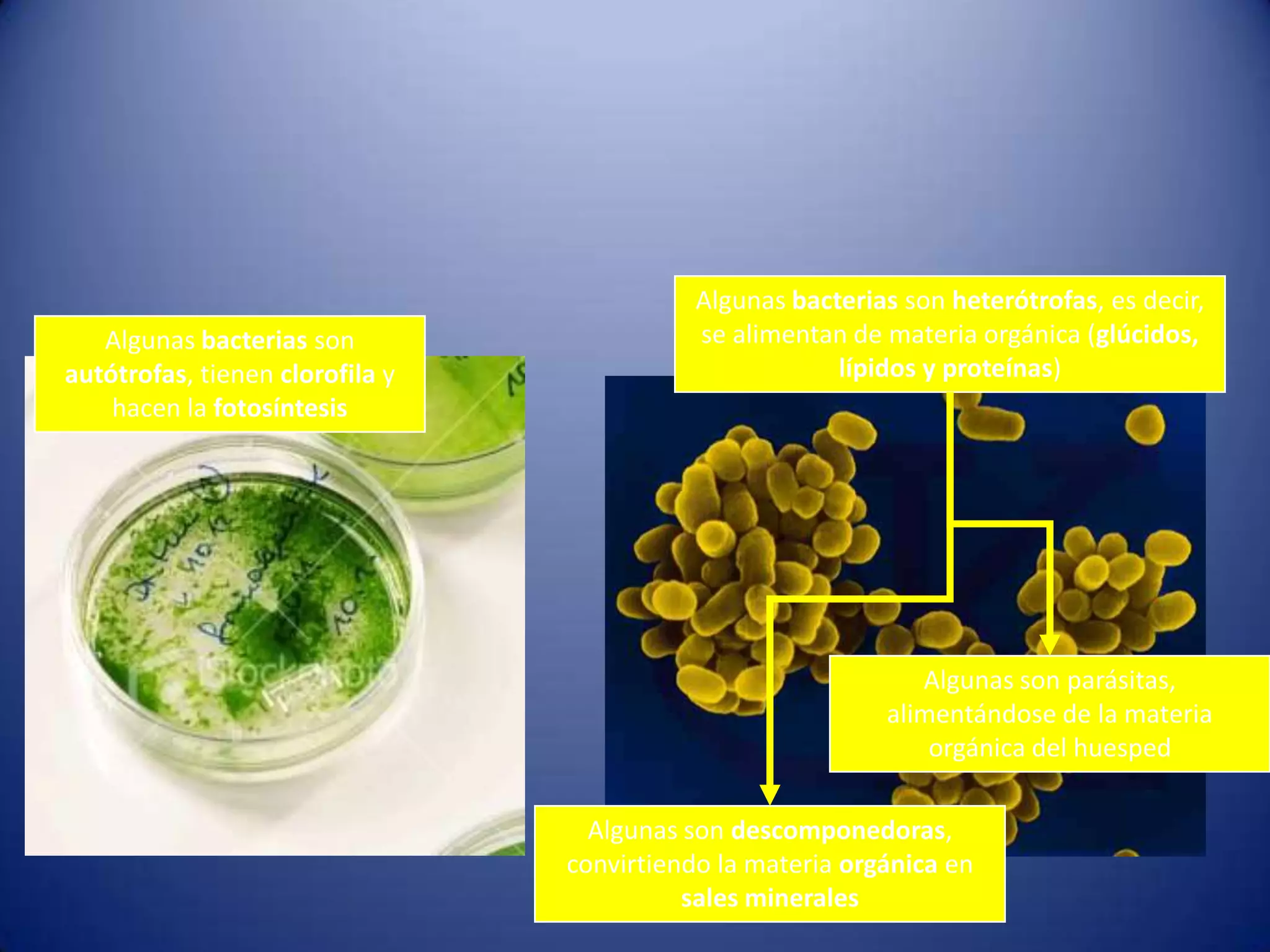 Reino moneras | PPT