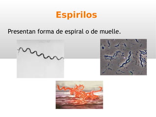 Reino Moneras 1ºESO | PPT