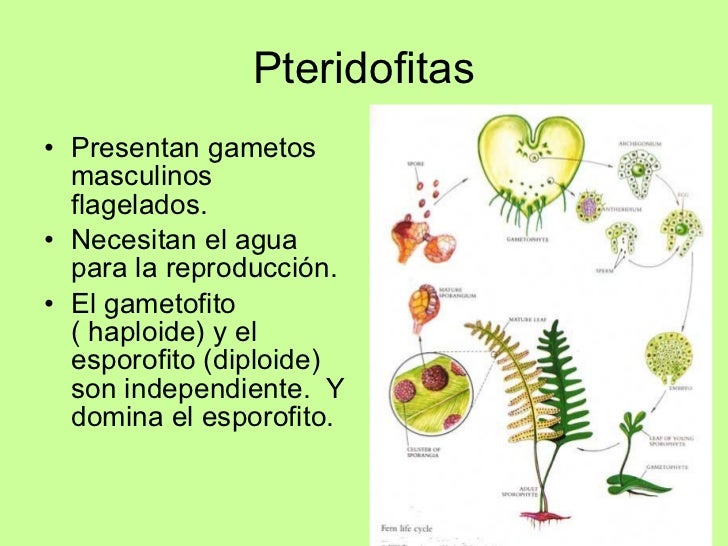Reino Planta