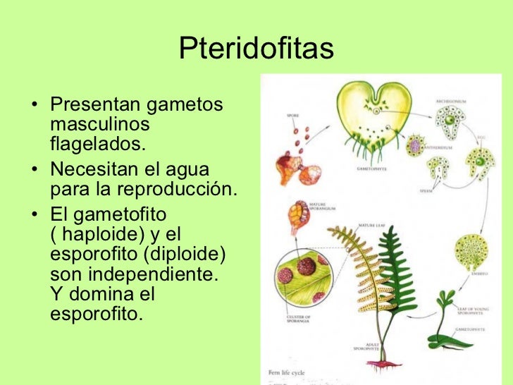 Reino plantas