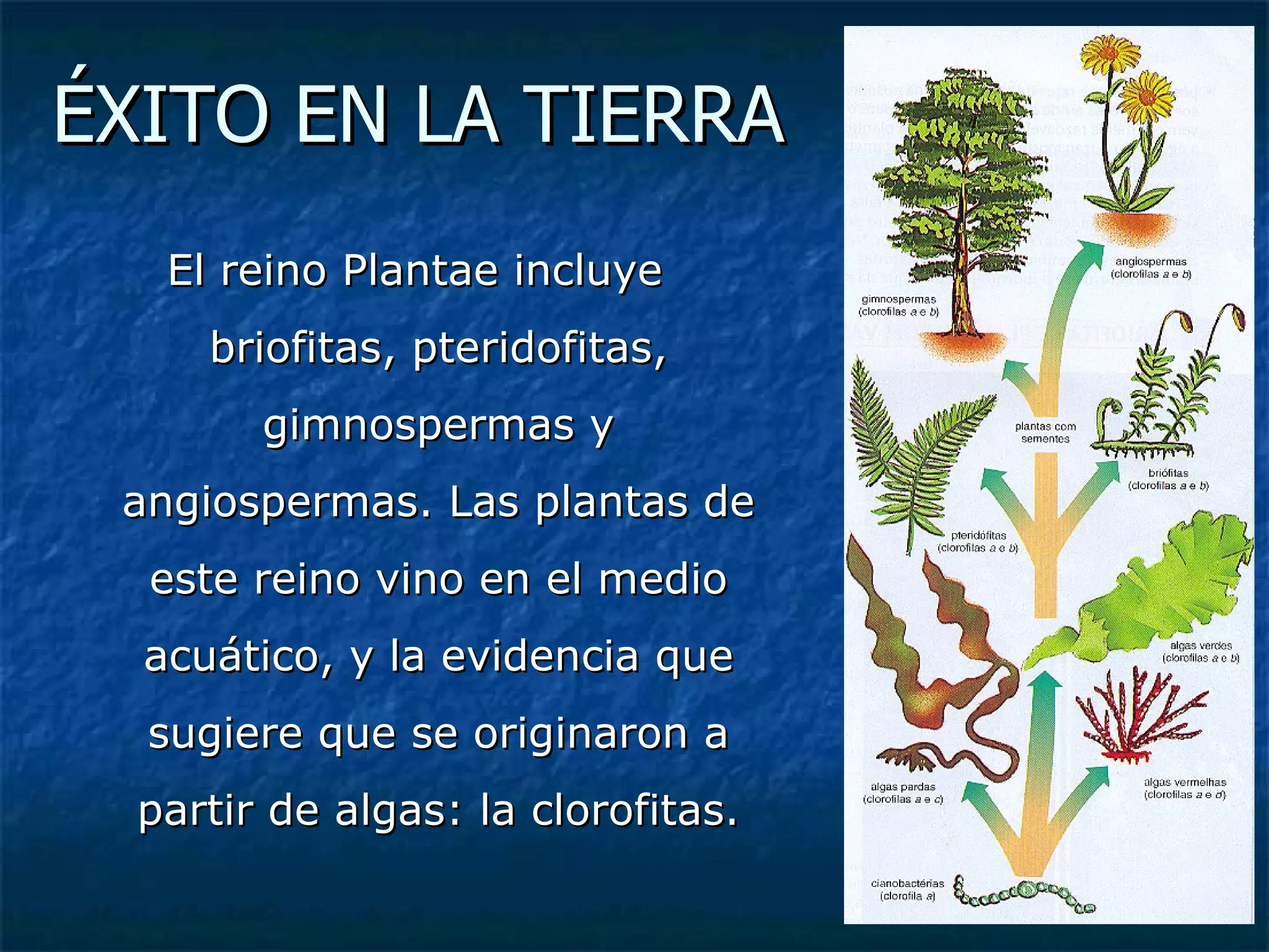 Reino plantae | PPT