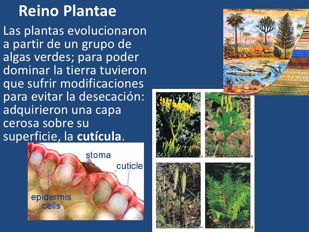 Reino plantae