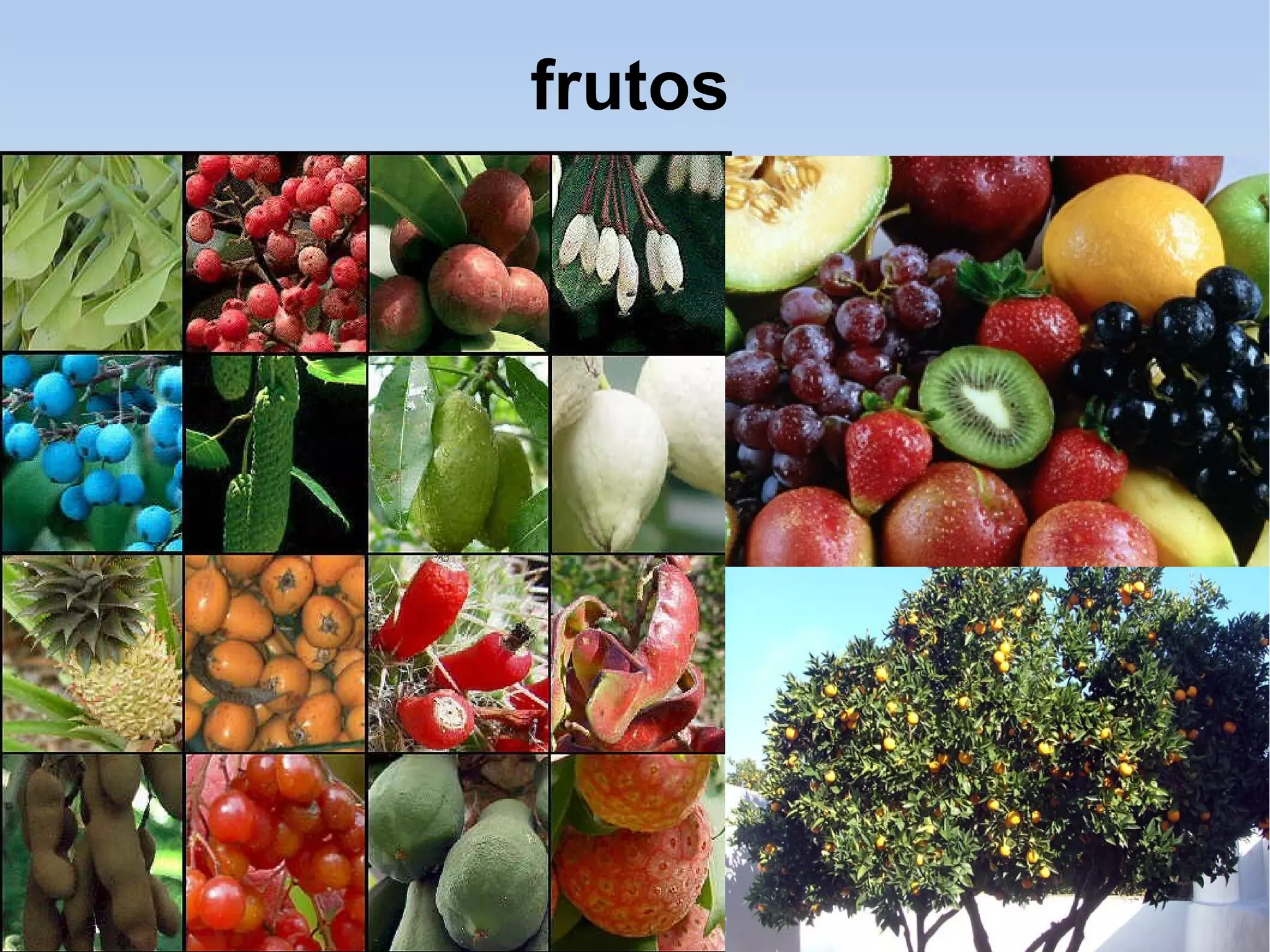 Reino plantae | PPT
