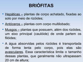Reino plantae | PPT
