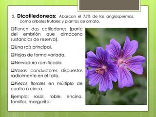 Reino plantae | PPT